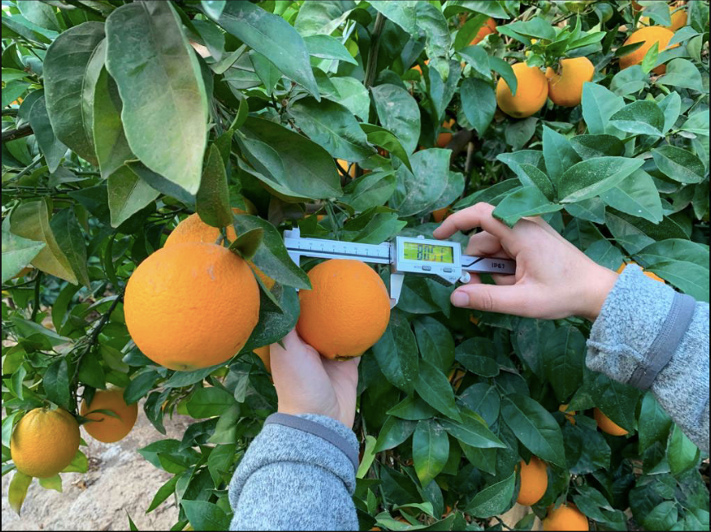 CalGrow | Aumenta la calidad de tu producción agrícola